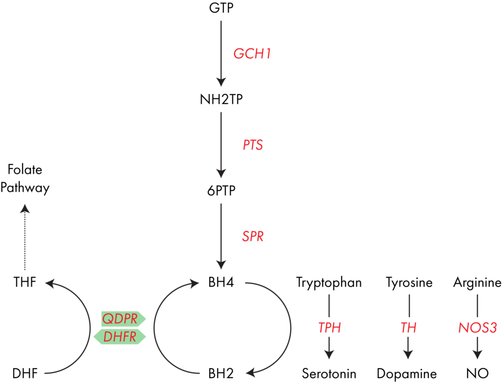 What is Tetrahydrobiopterin (BH4) and How Can I Make More of it? - Gene ...