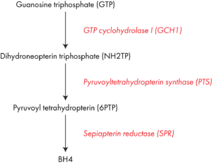 What is Tetrahydrobiopterin (BH4) and How Can I Make More of it? - Gene ...