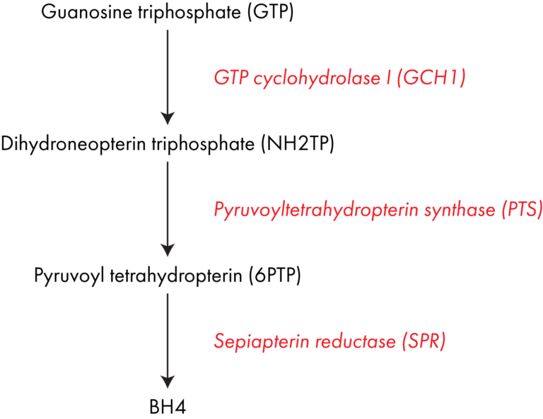 What is Tetrahydrobiopterin (BH4) and How Can I Make More of it? - Gene ...