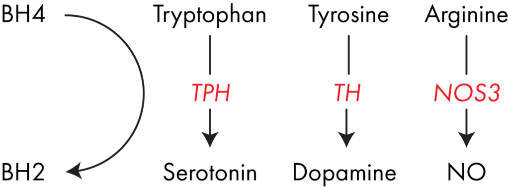 What is Tetrahydrobiopterin (BH4) and How Can I Make More of it? - Gene ...