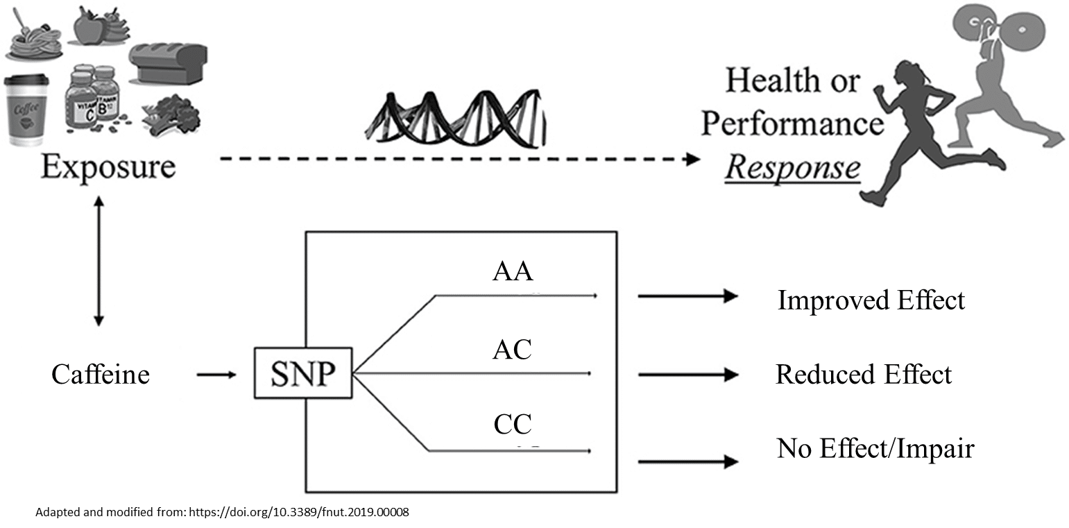 Coffee and Athletic Performance: Why Genetics Matters - Gene Food